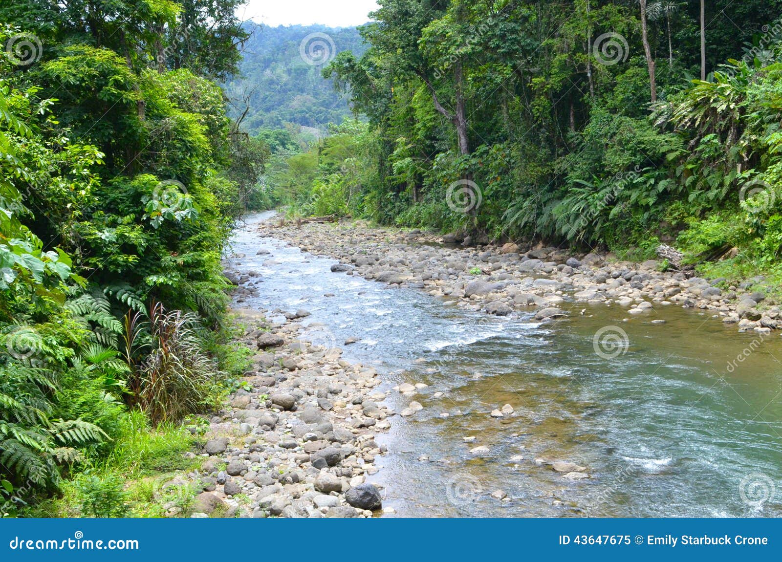 River in a Rainforest in Costa Rica Stock Image - Image of scenic ...