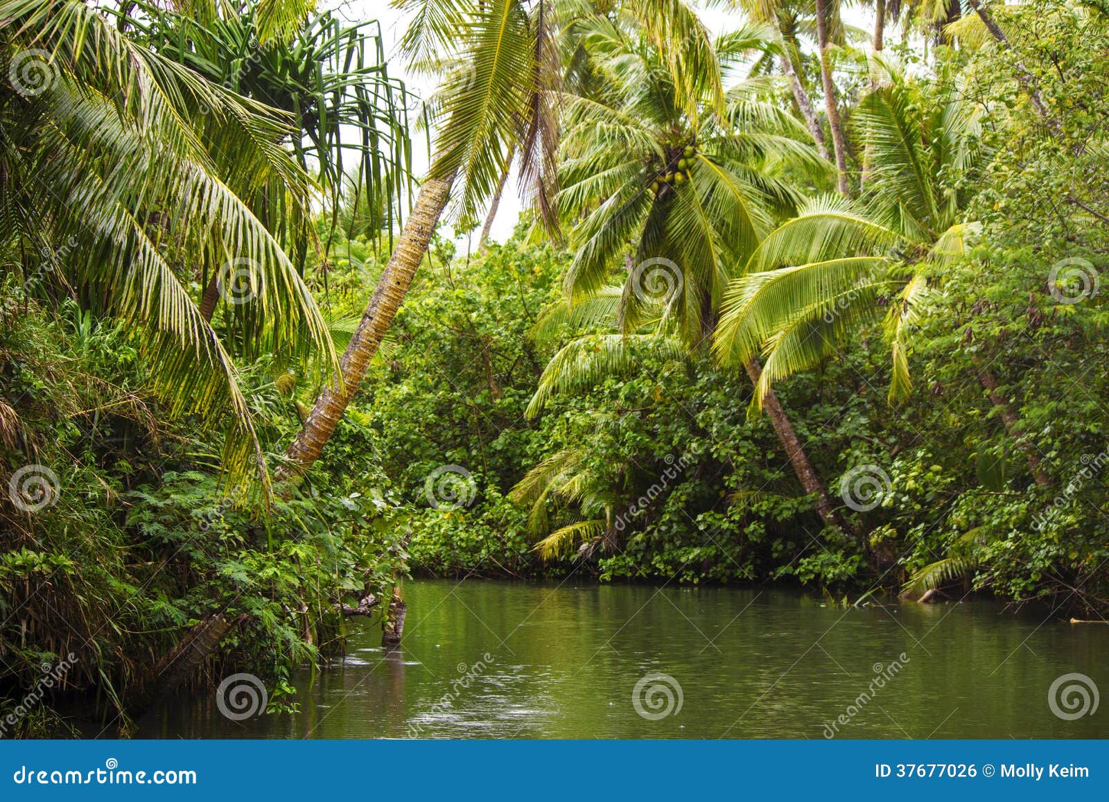 River through a Rainforest stock photo. Image of green - 37677026