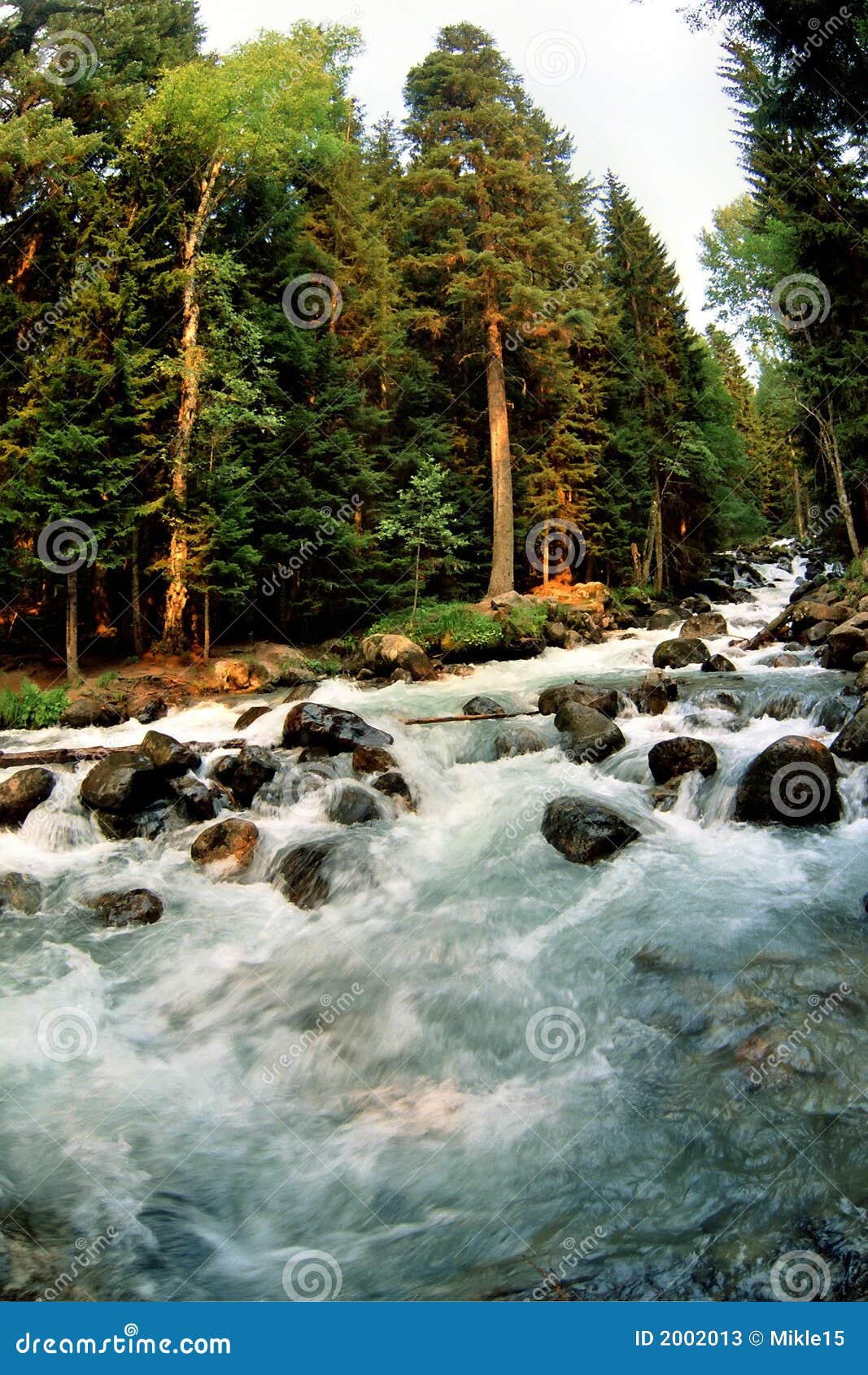 River rapids in forest stock image. Image of turbulence - 2002013