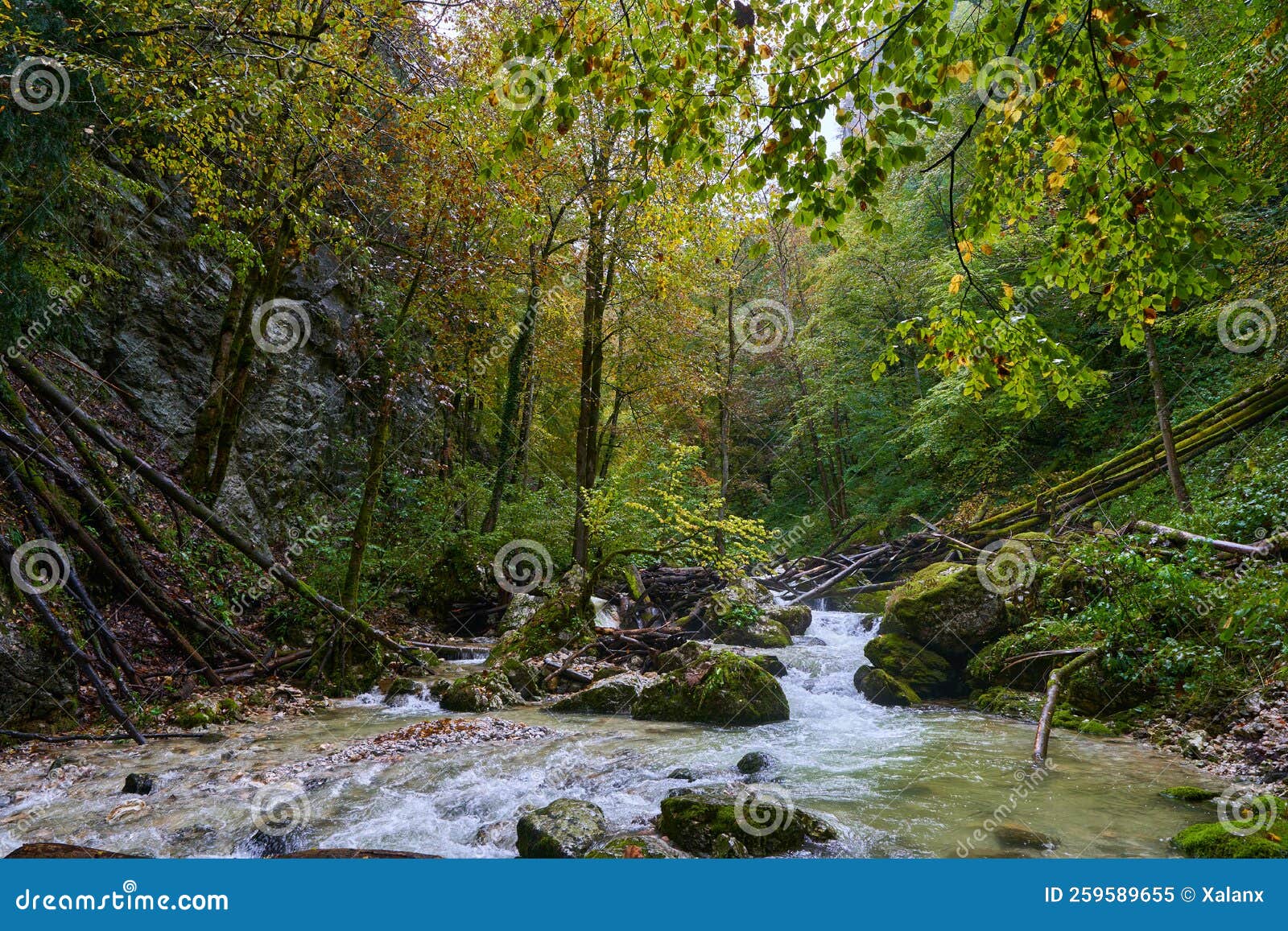 River rapids in the forest stock image. Image of landscape - 259589655