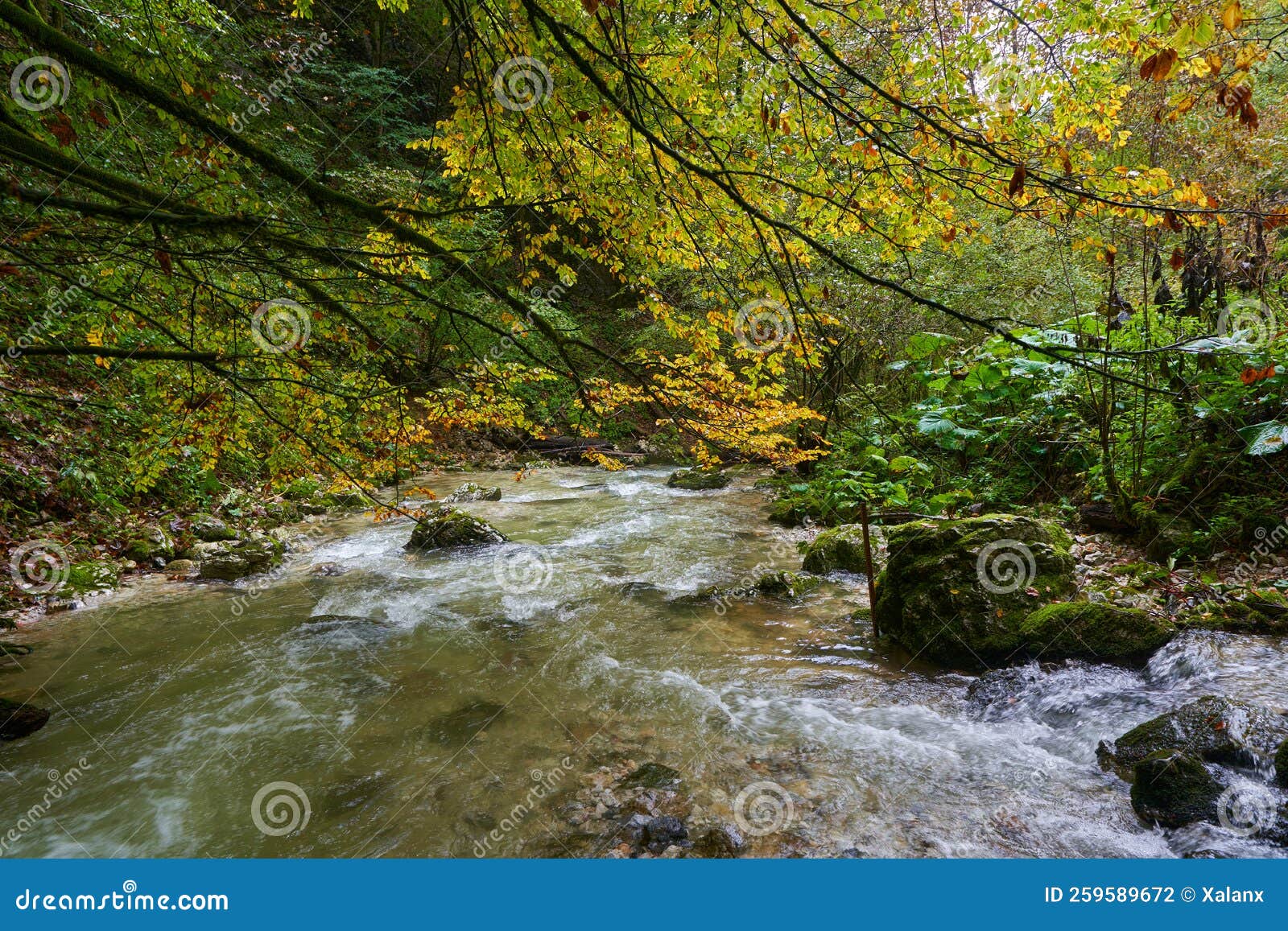 River rapids in the forest stock photo. Image of rapids - 259589672