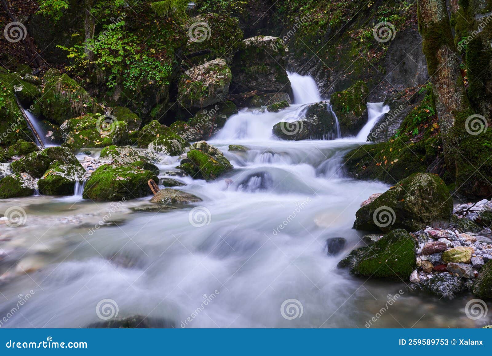 River rapids in the forest stock image. Image of environment - 259589753