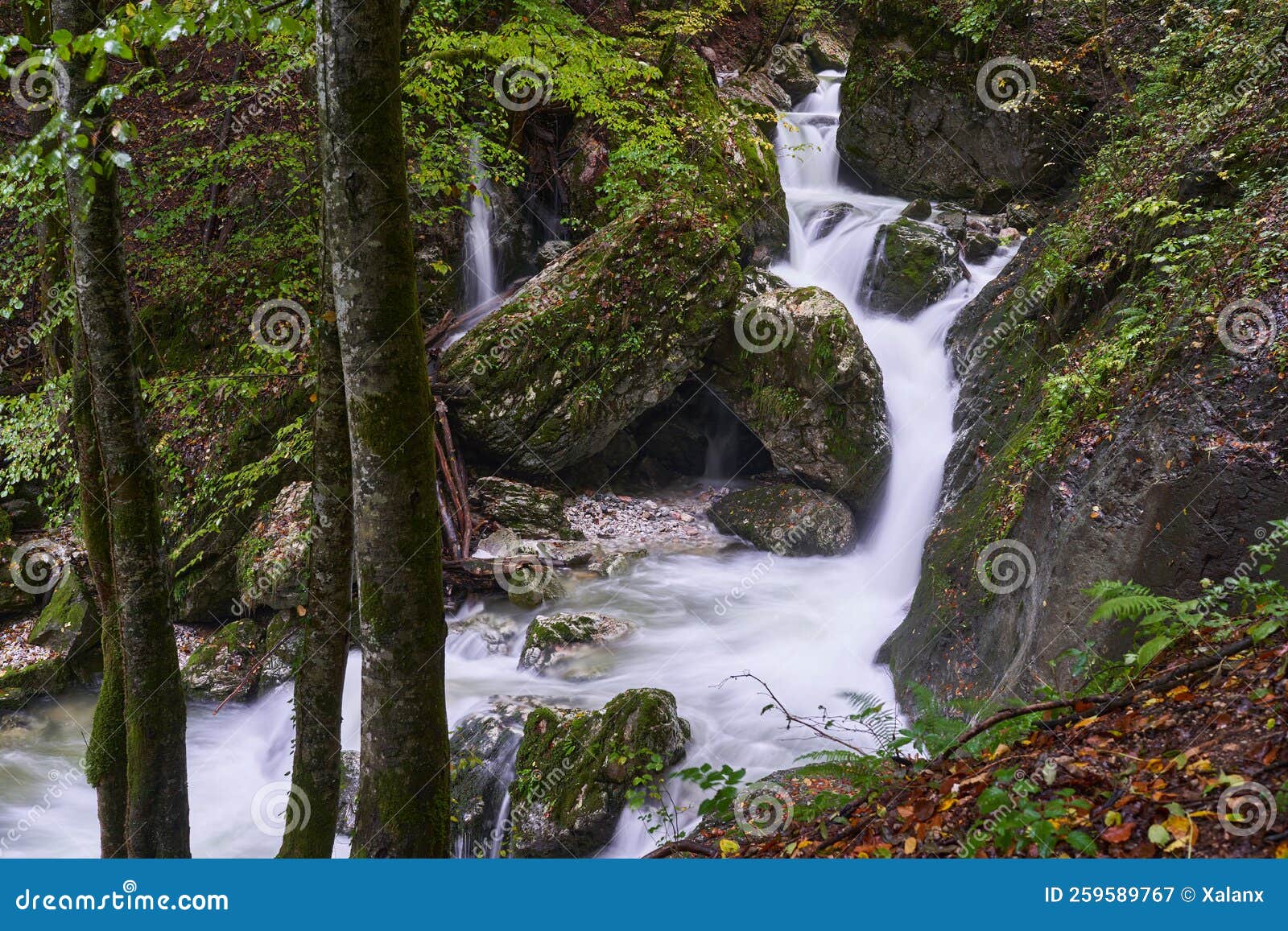River rapids in the forest stock image. Image of beech - 259589767