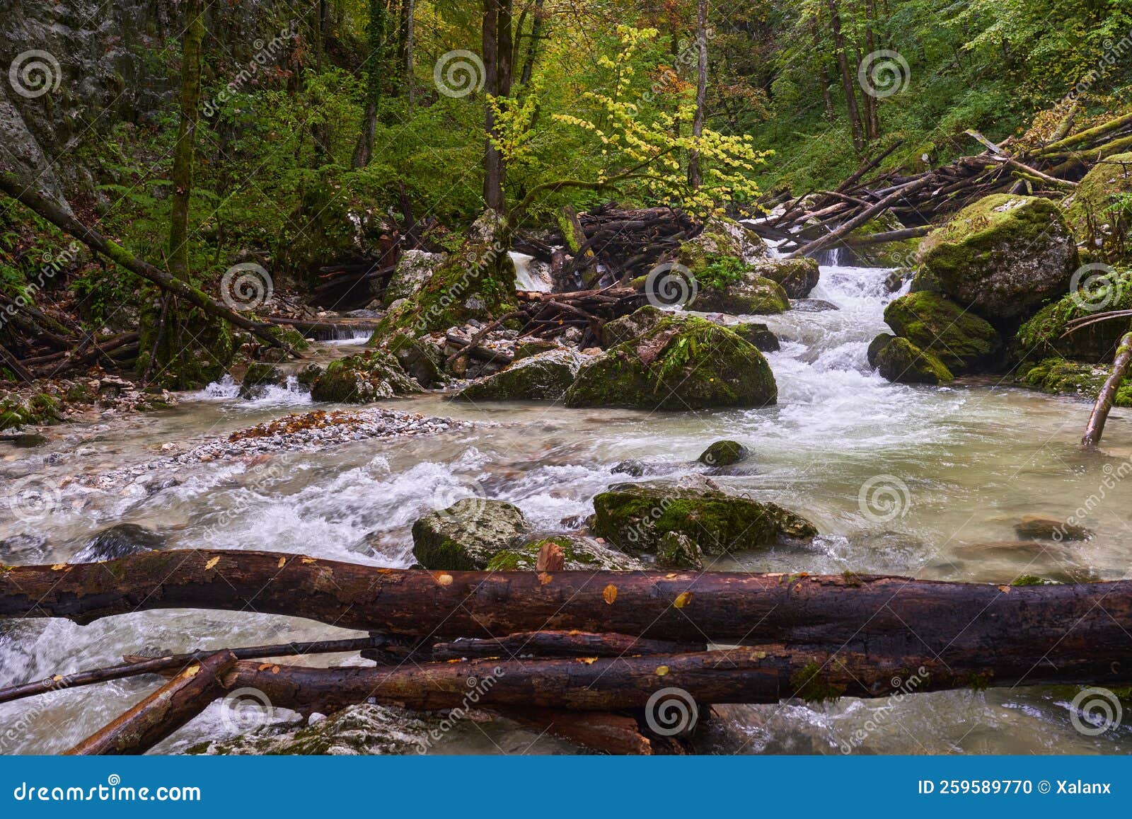 River rapids in the forest stock photo. Image of environment - 259589770
