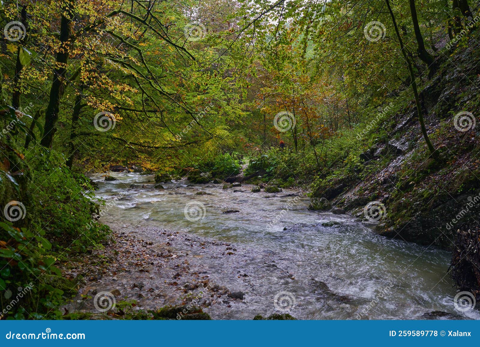 River rapids in the forest stock photo. Image of environment - 259589778