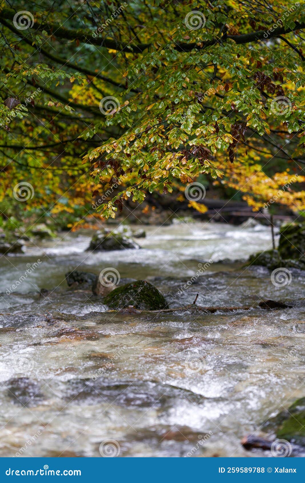 River rapids in the forest stock photo. Image of beautiful - 259589788