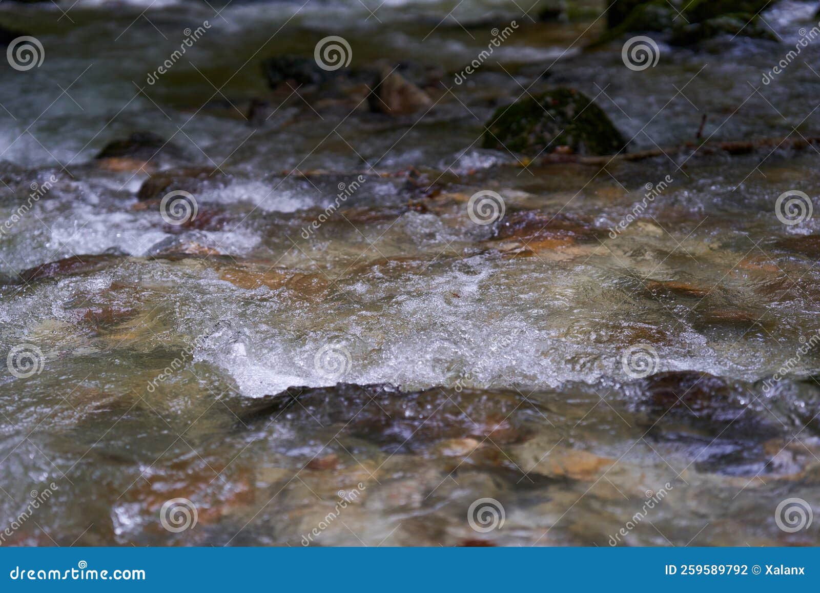 River rapids in the forest stock photo. Image of beech - 259589792