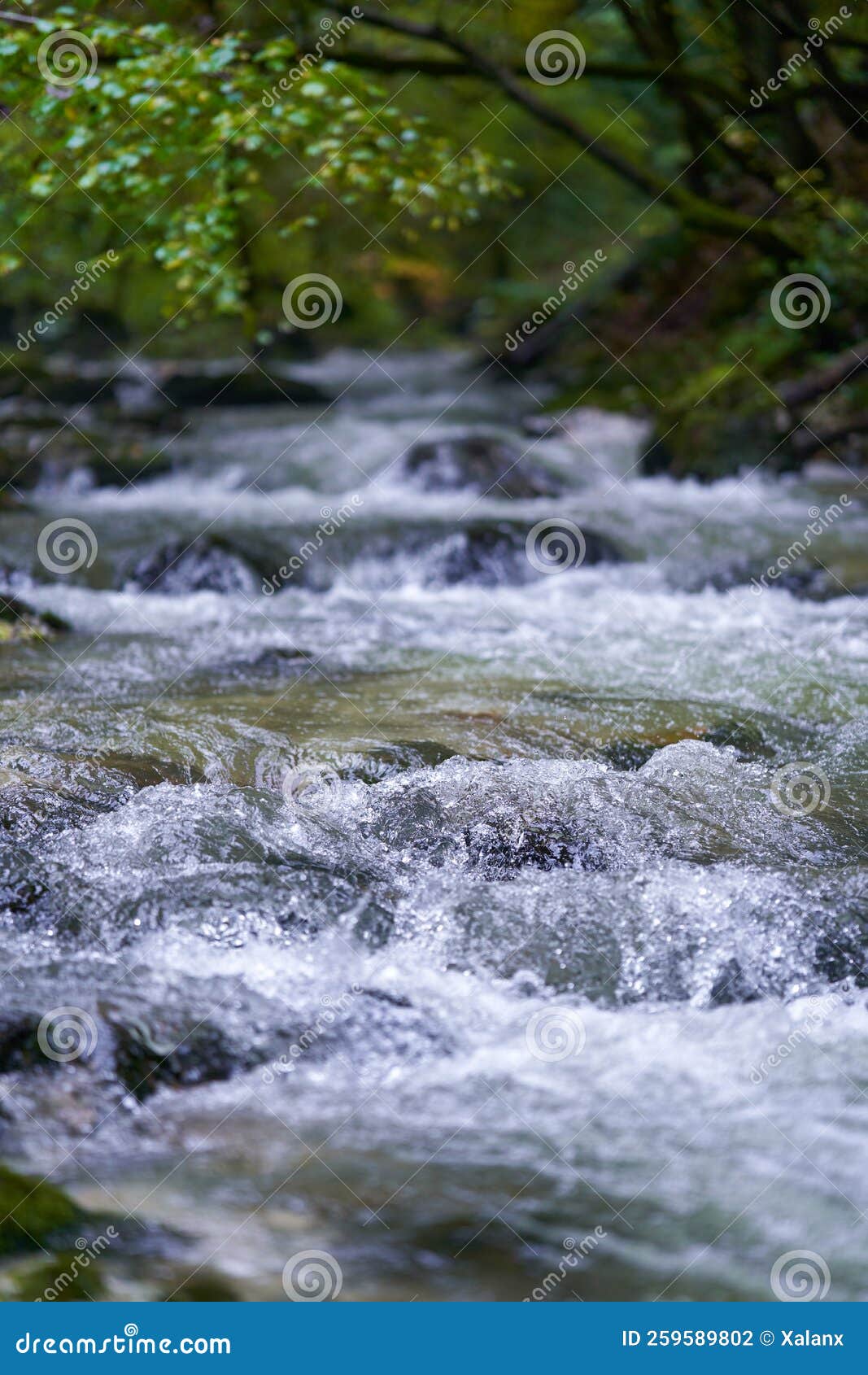 River rapids in the forest stock photo. Image of pass - 259589802