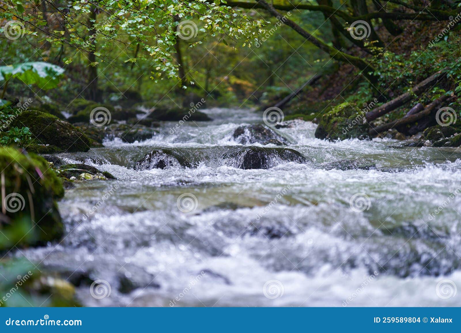 River rapids in the forest stock photo. Image of park - 259589804
