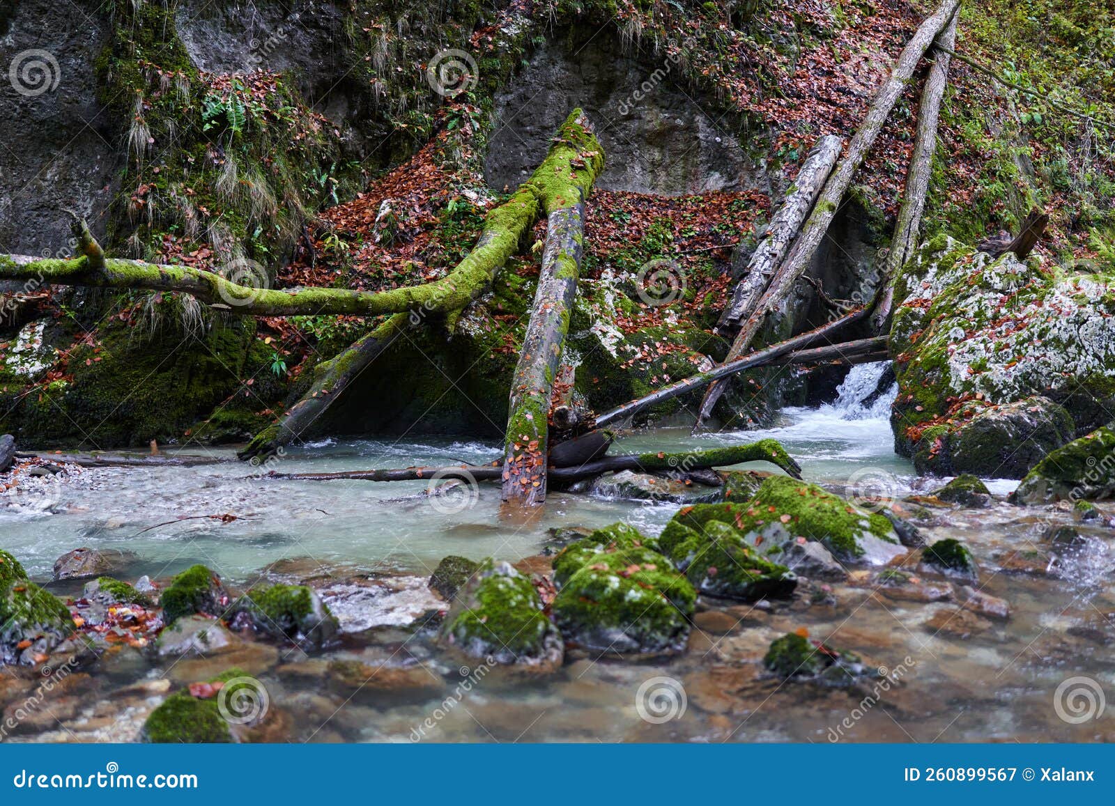 River rapids in the forest stock image. Image of foliage - 260899567