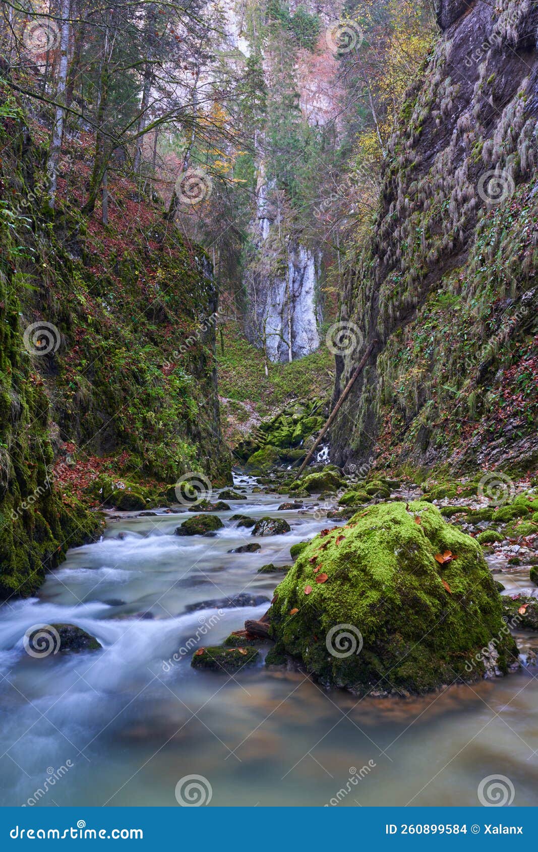 River rapids in the forest stock photo. Image of reserve - 260899584