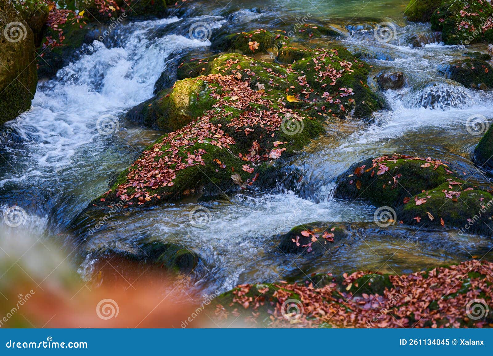 River rapids in the forest stock image. Image of park - 261134045