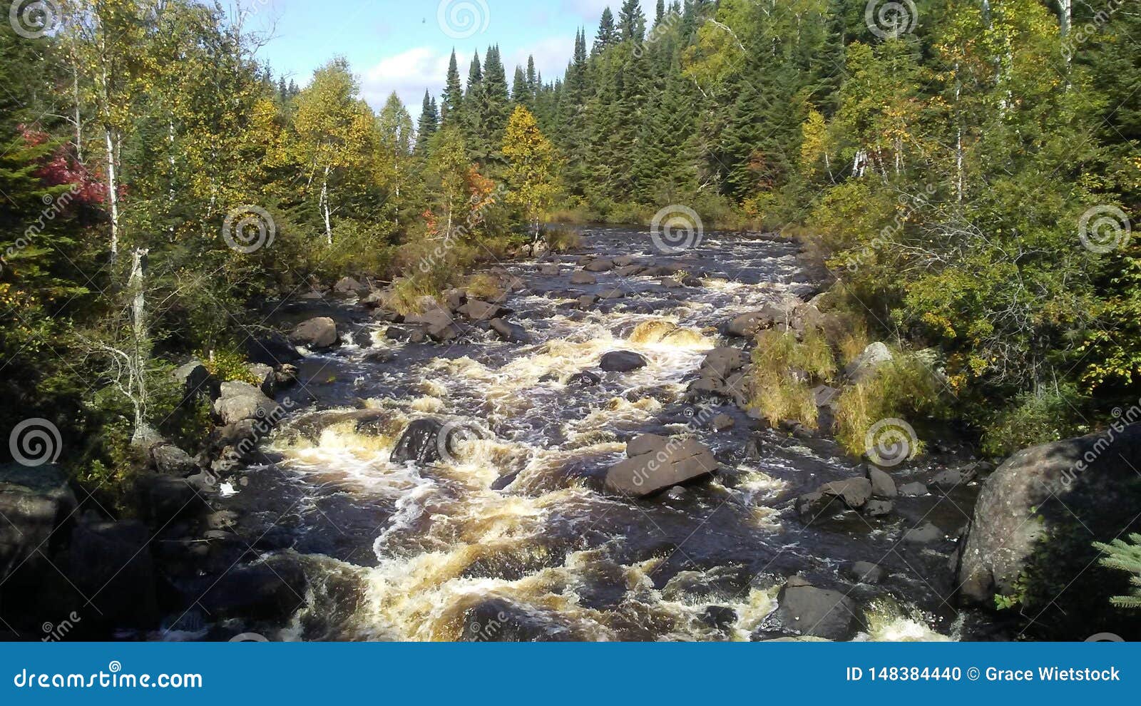 River Rapids stock photo. Image of trees, pinetrees - 148384440