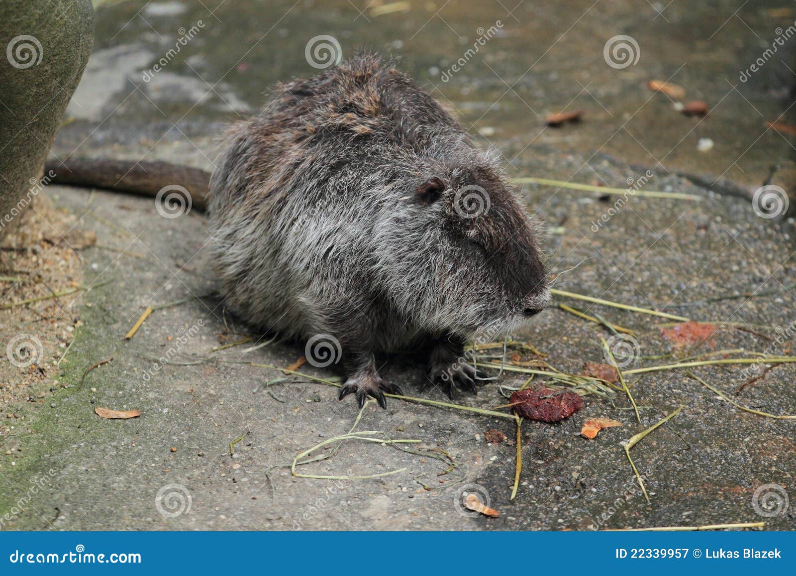 All Grown Up River Rats