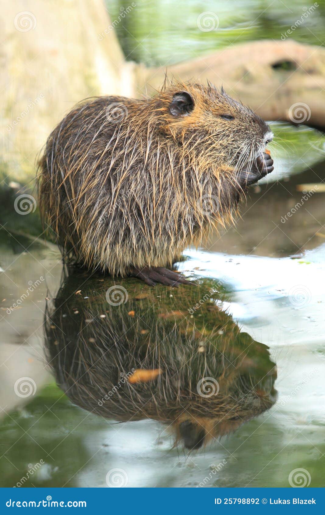 River rat stock photo. Image of animal, nature, coypu - 25798892