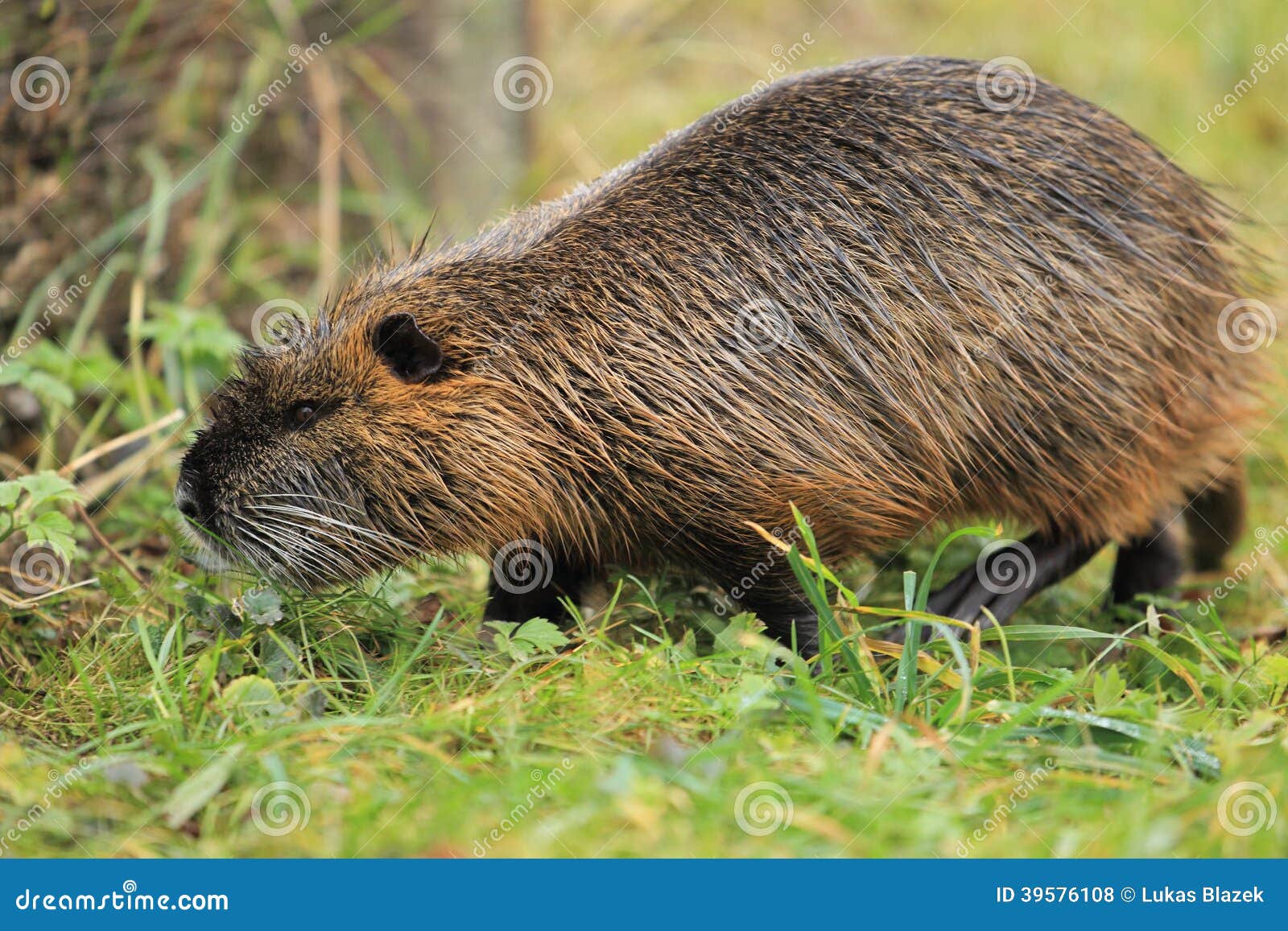 River rat stock photo. Image of natue, myocastor, grass - 39576108
