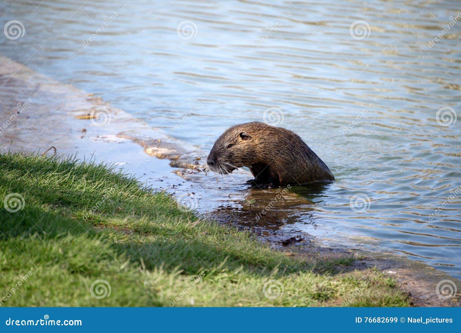 River rat stock image. Image of grass, aquatic, pond - 76682699