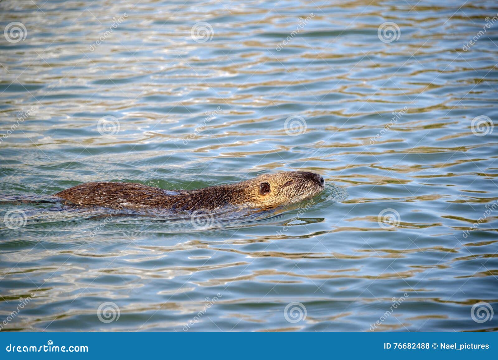 River rat stock photo. Image of coypu, brown, water, pond - 76682488