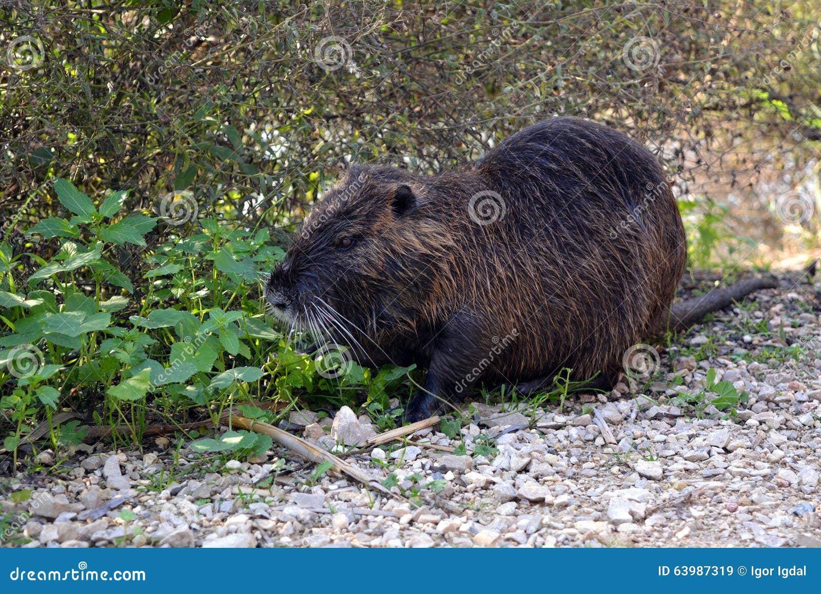 River rat in the reserve stock image. Image of cute, afek - 63987319
