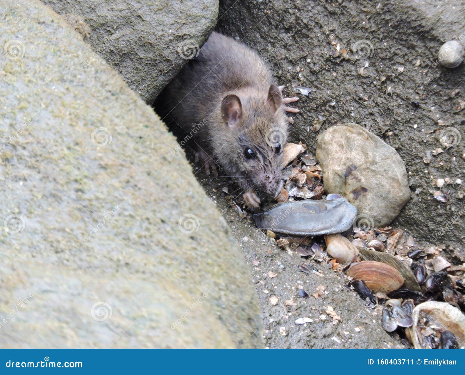 River Rat Surrounded by Rocks and Shells Stock Image - Image of rodent ...