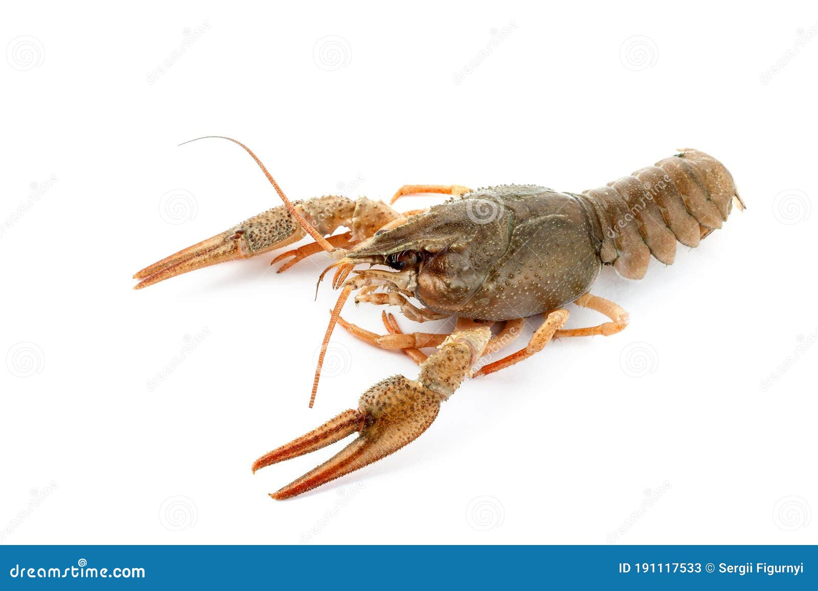 River raw crayfish stock image. Image of crustacean - 191117533