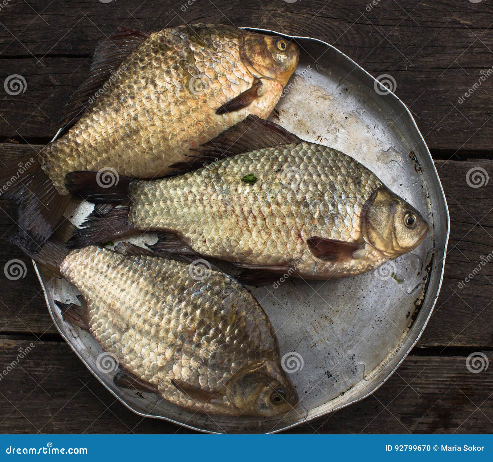 River Raw Fish - Carp, in a Round Plate Stock Photo - Image of fishing ...