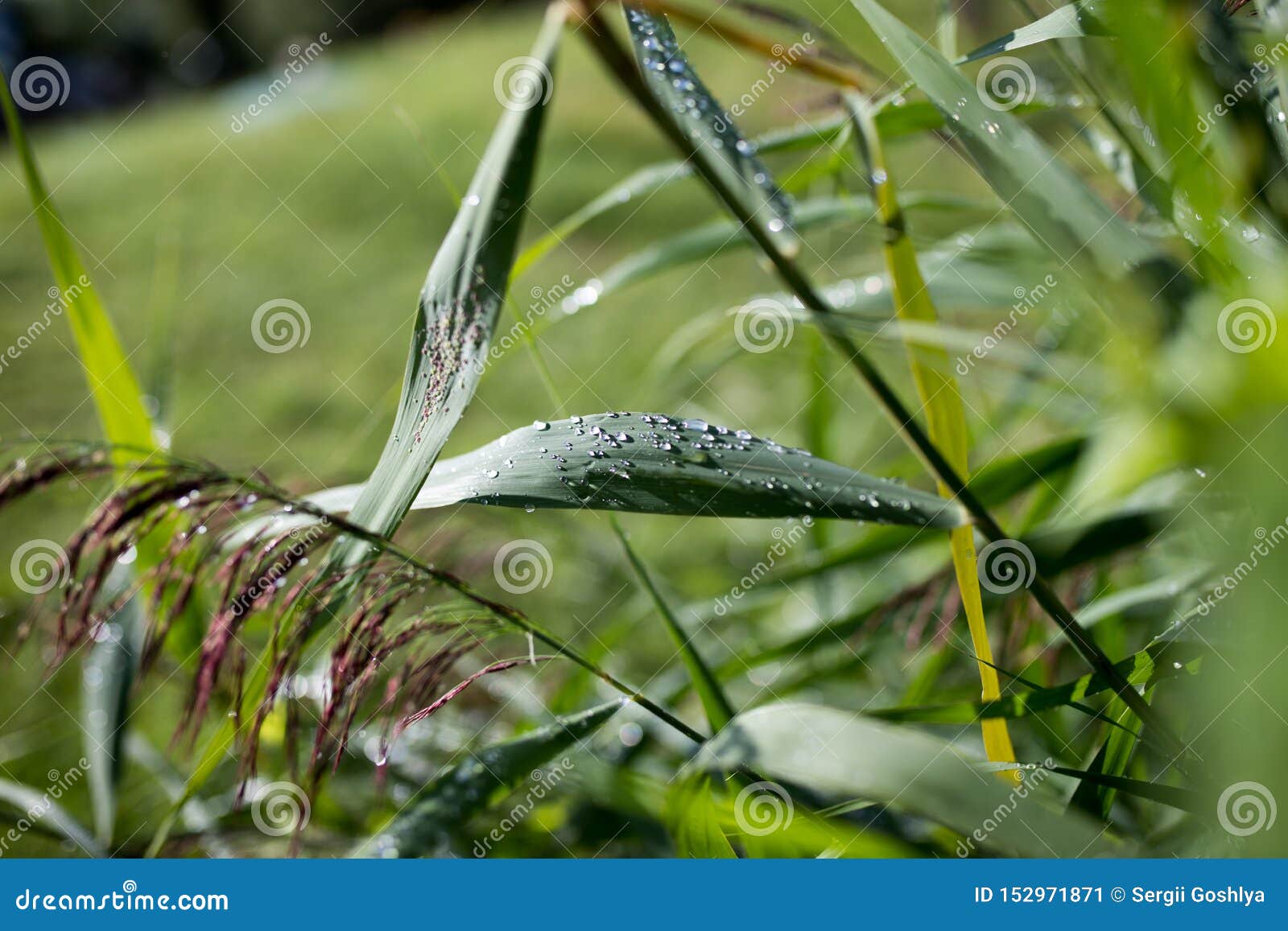 River Reed with Drops of Dew Stock Image - Image of beauty, color ...