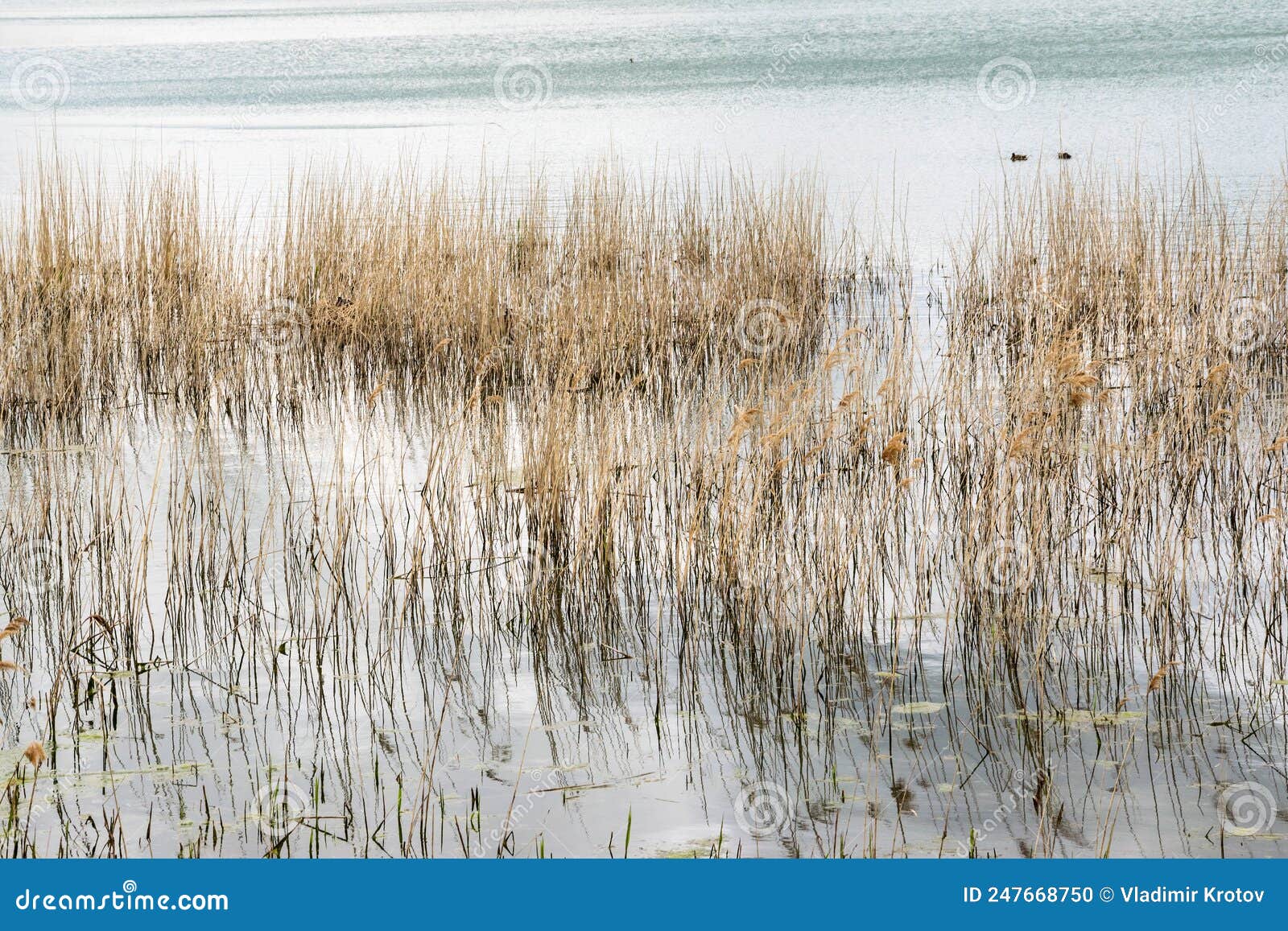 River Reed and Its Reflection on the Surface of the Water Stock Photo ...