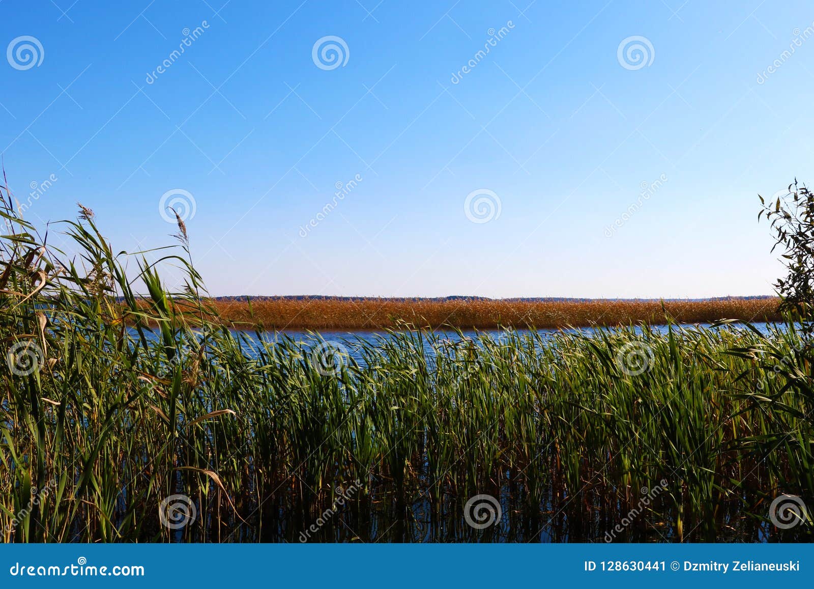 River with Reed Reflected in the Water in Friesland, the Netherlands ...