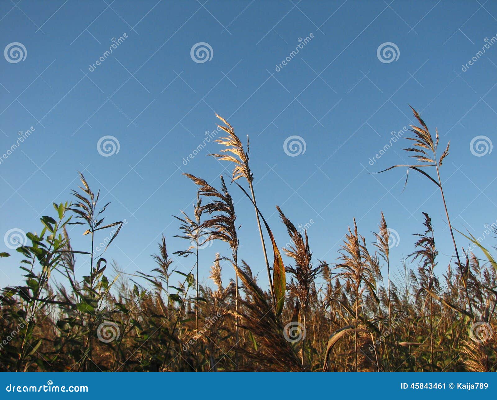 River reed sky stock image. Image of thatching, common - 45843461