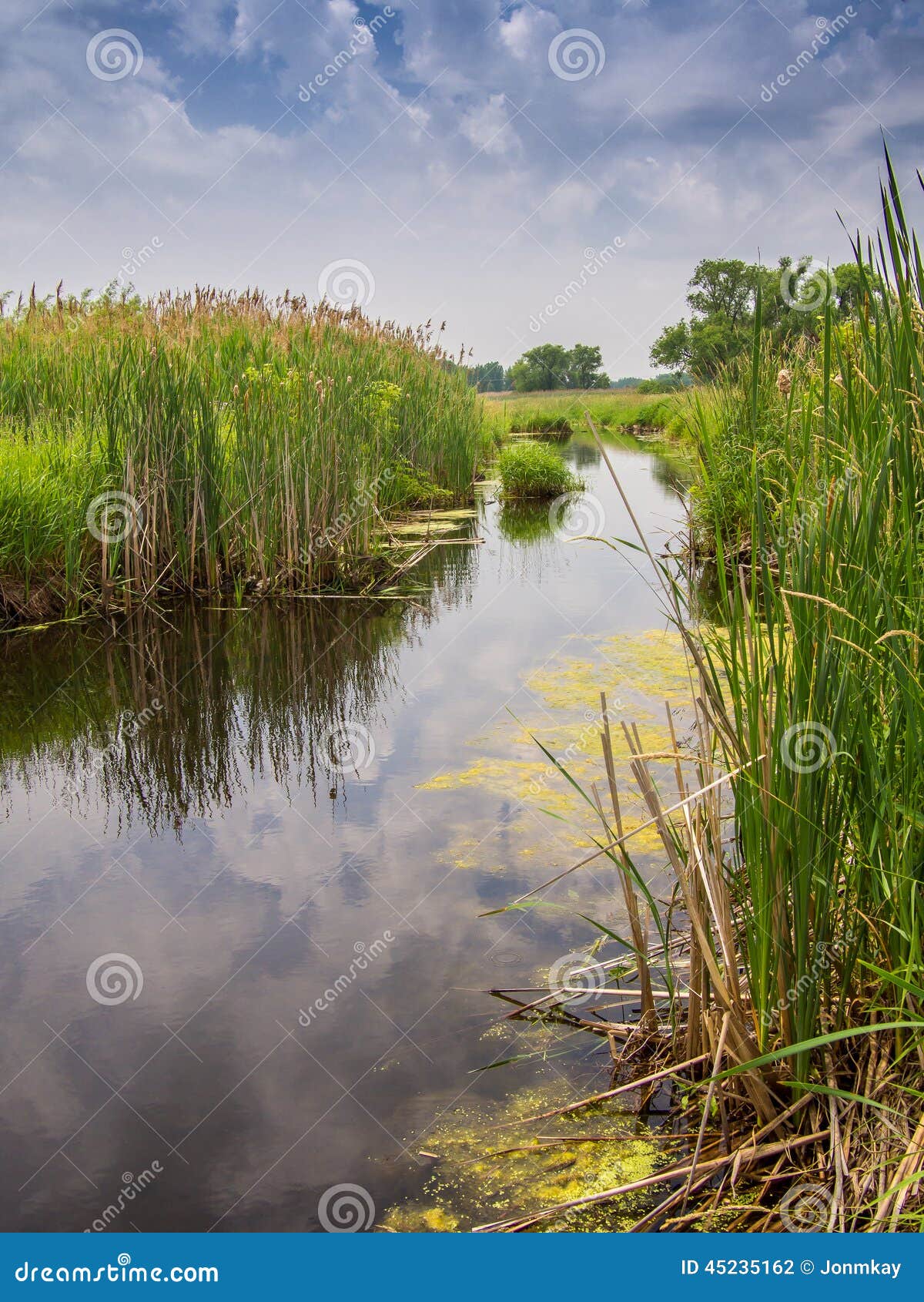 River and Reeds stock photo. Image of pond, water, river - 45235162