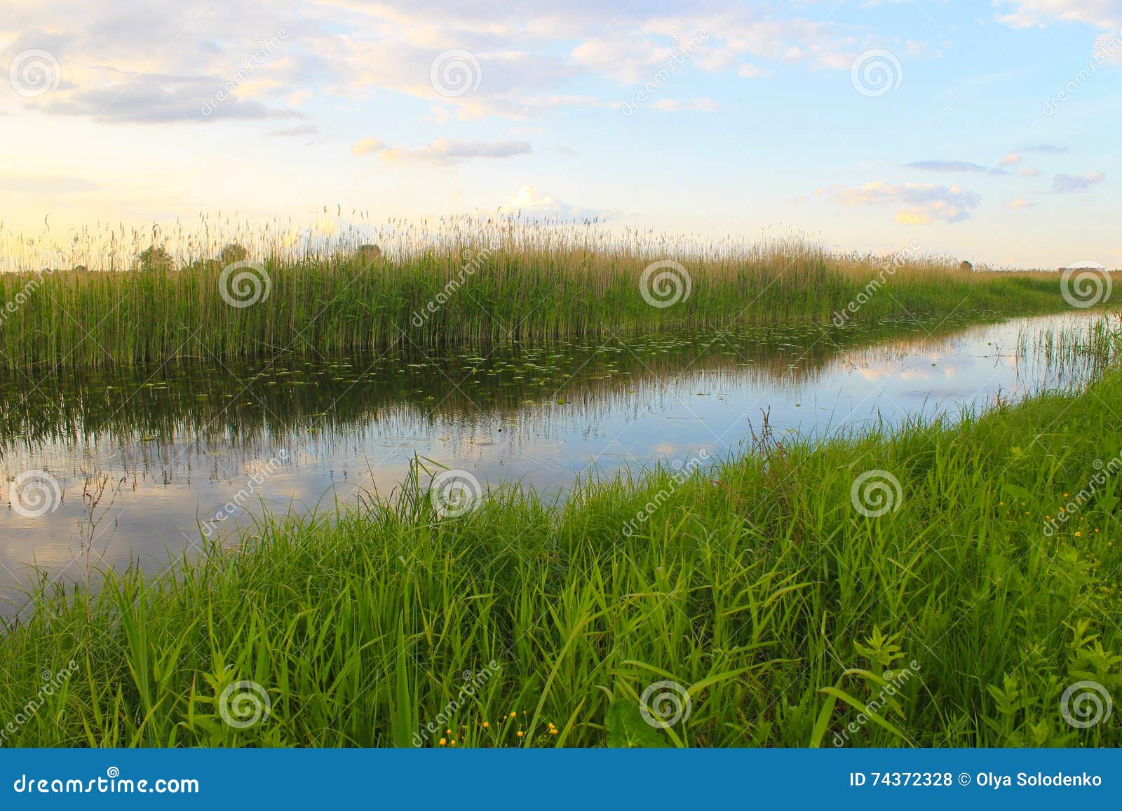 River with reeds on shore stock photo. Image of colorful - 74372328