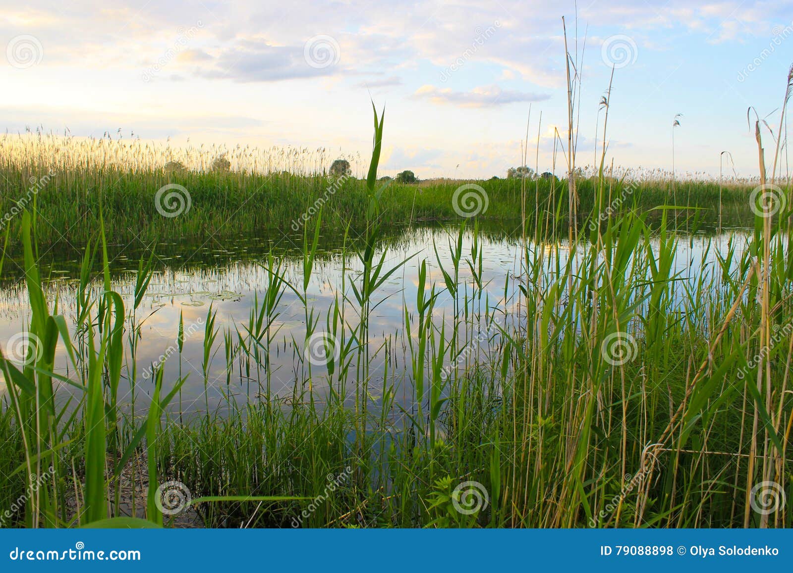 River with Reeds on the Shore Stock Photo - Image of river, calm: 79088898
