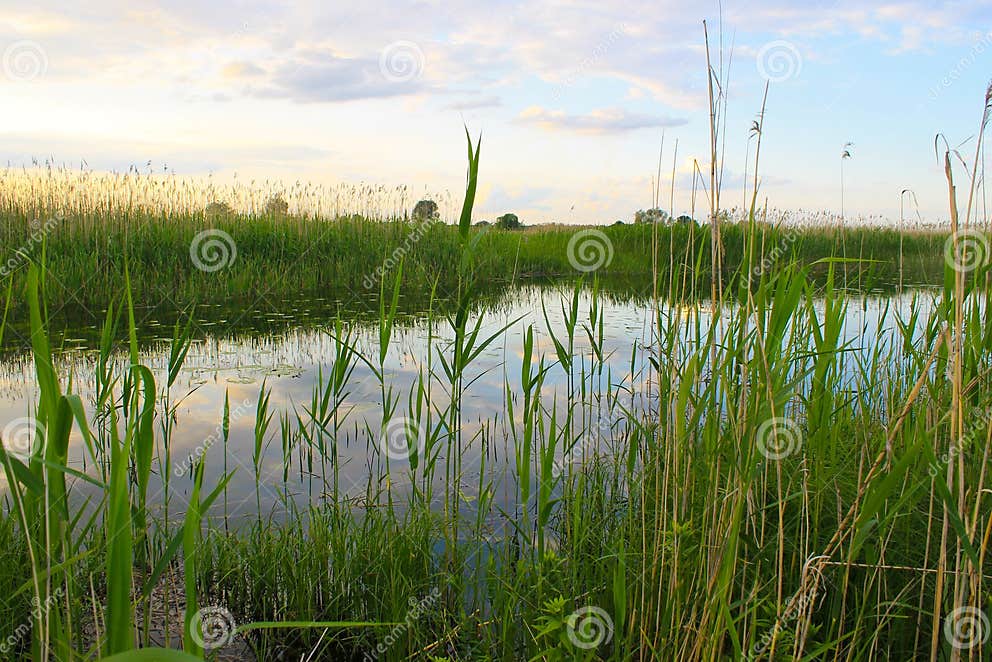 River with Reeds on the Shore Stock Photo - Image of river, calm: 79088898