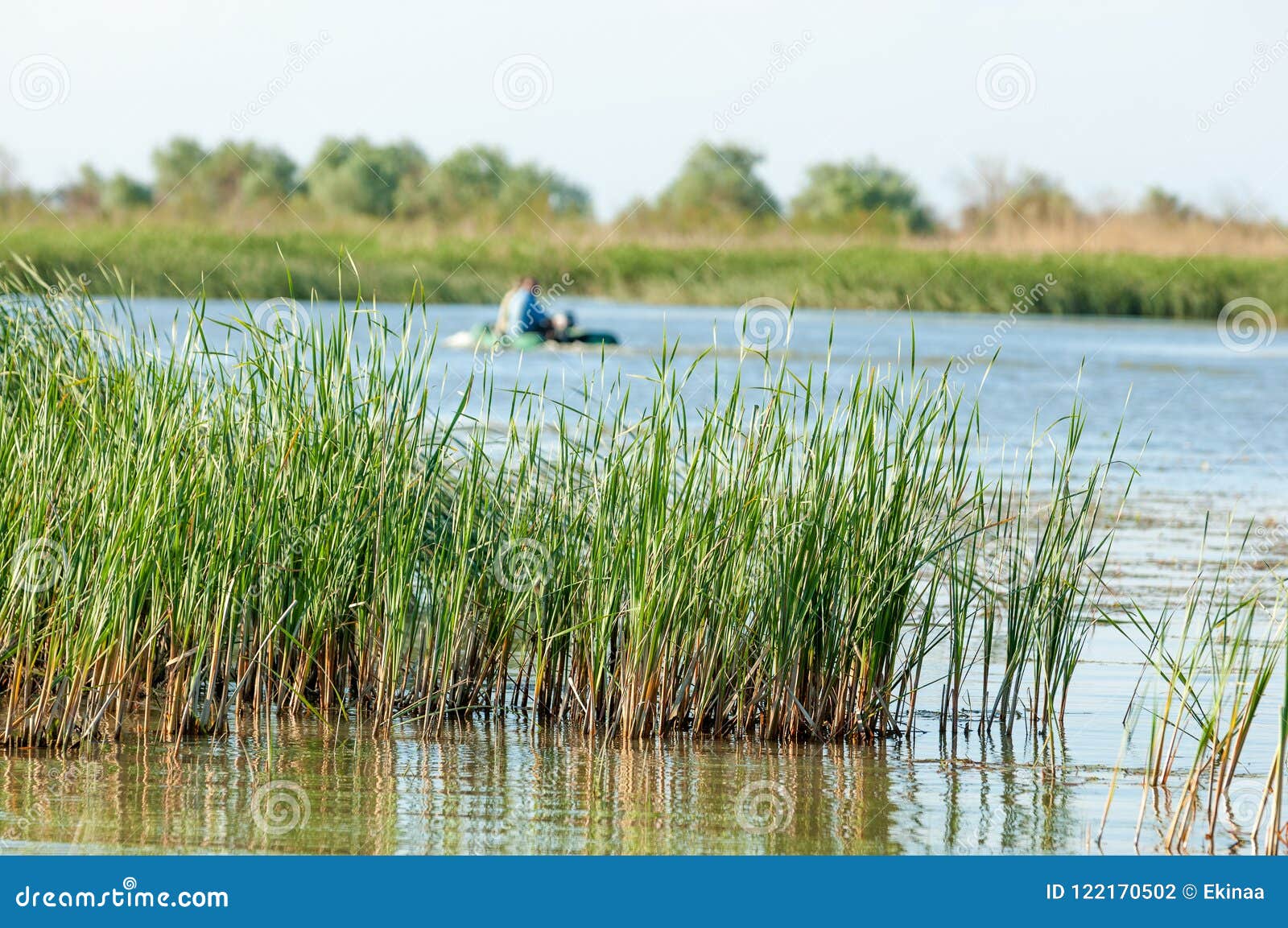 River reeds. stock photo. Image of bank, green, beautiful - 122170502