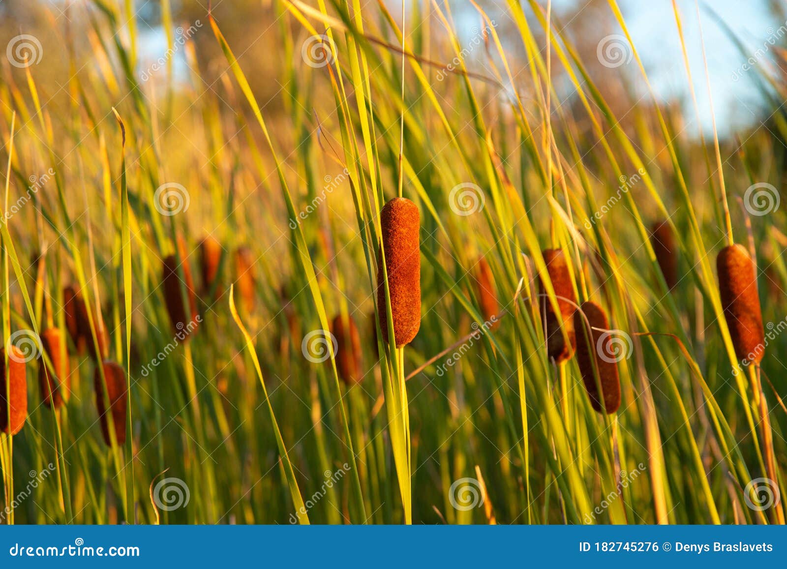 River Reeds in the Warm Autumn Sunlight Stock Photo - Image of ...