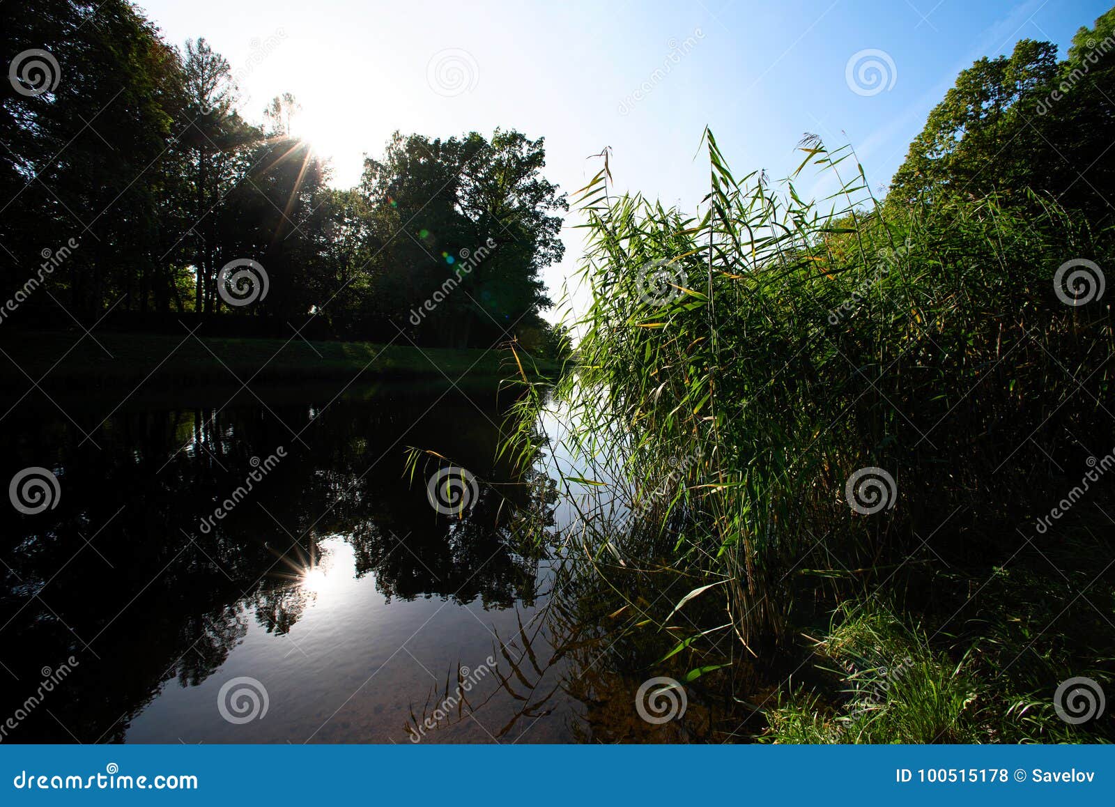 River with Reflection and Sun Rays Stock Photo - Image of reed, meadow ...