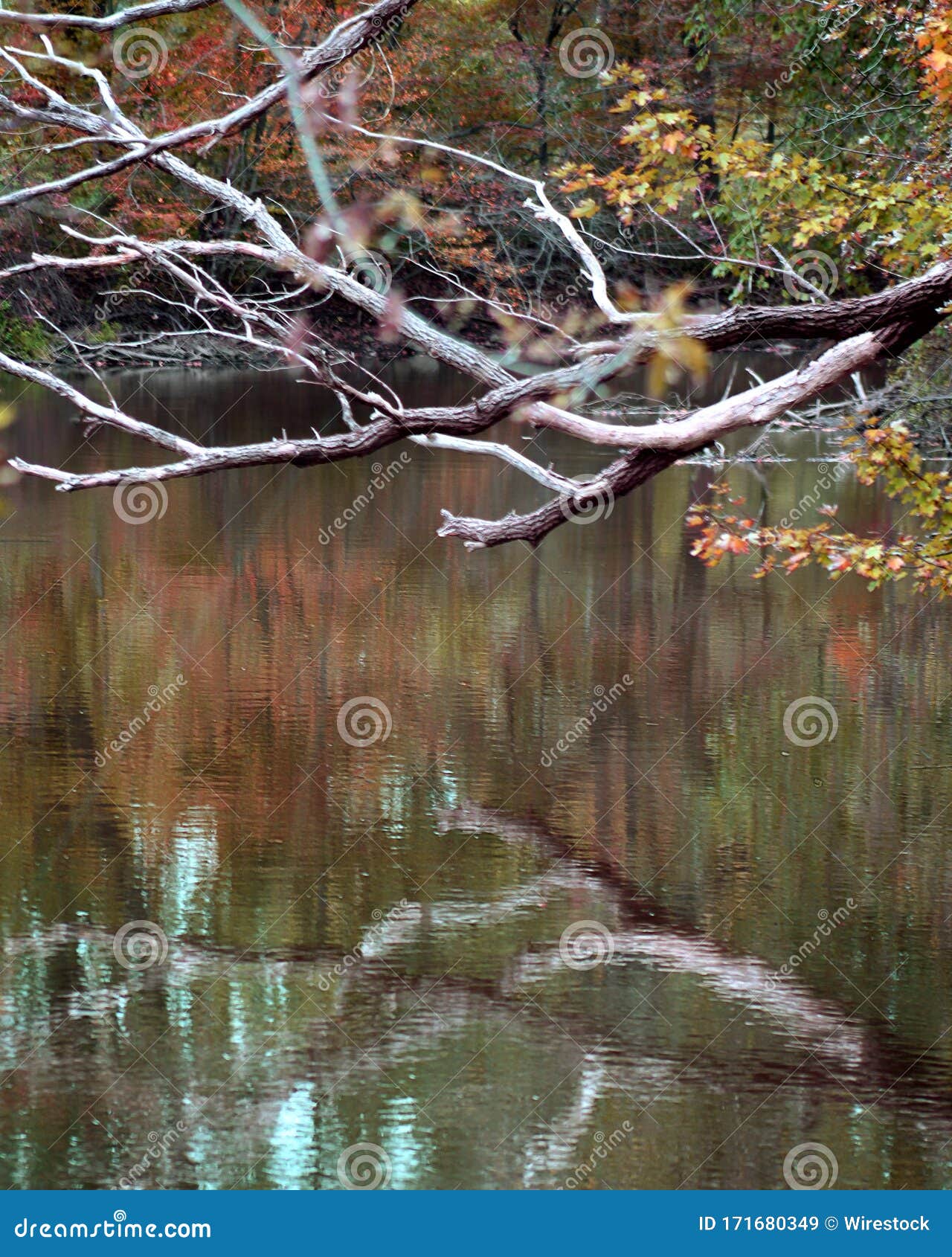 River Reflections 1 stock image. Image of green, trees - 171680349