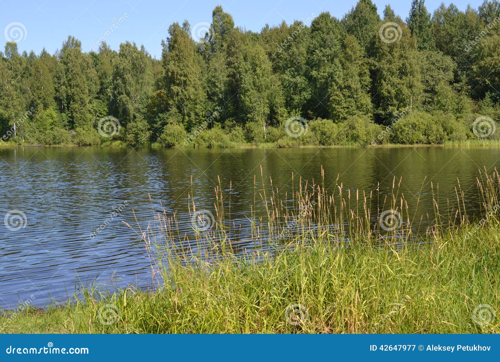 River Reservoir Forest Landscape Nature Summer Stock Image - Image of ...