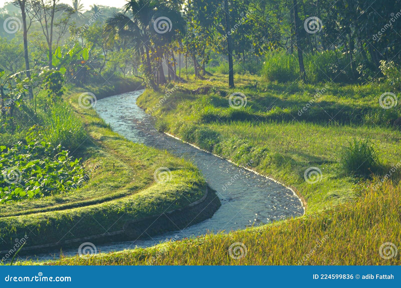 River and rice field stock photo. Image of green, nature - 224599836