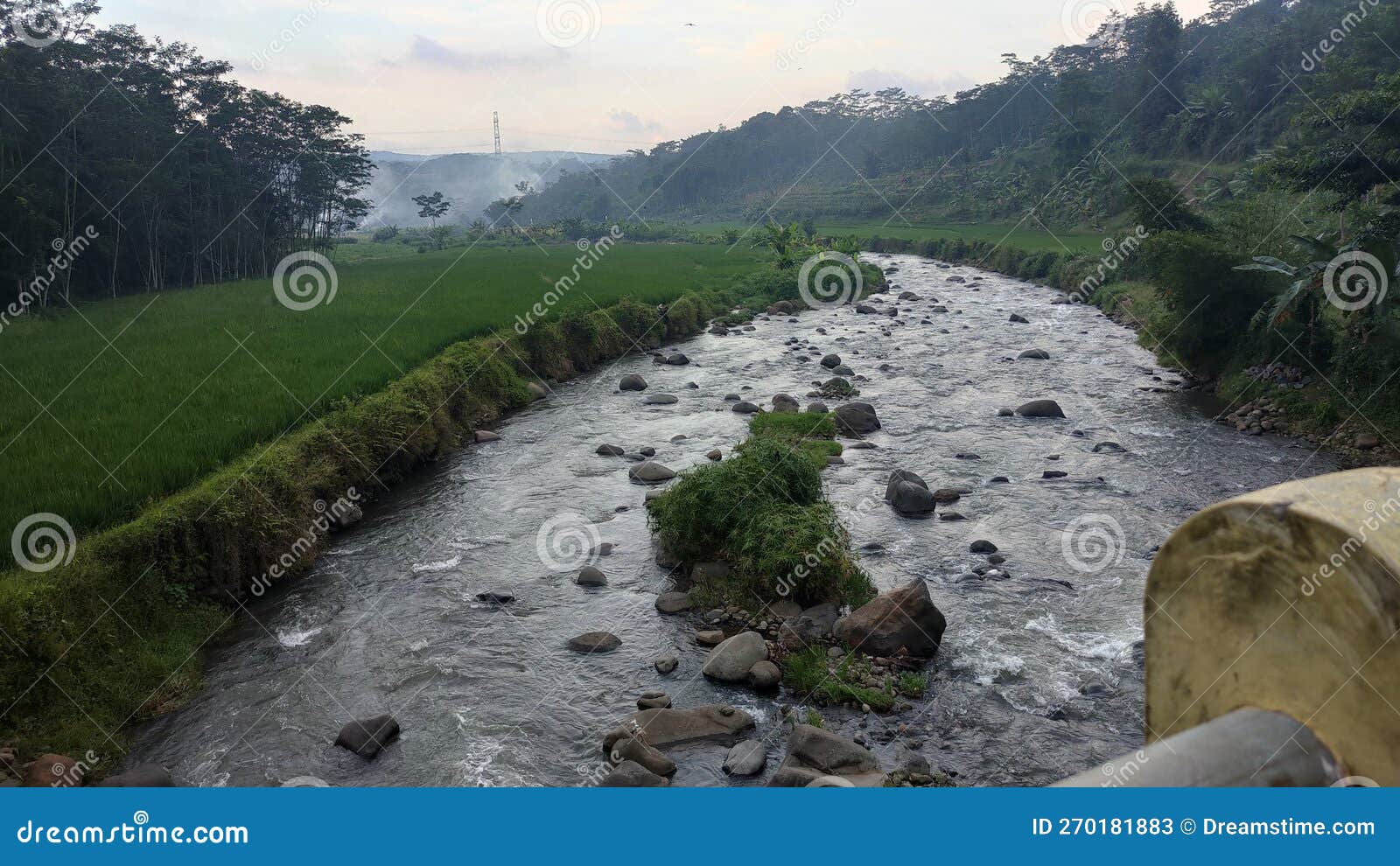 River and Rice Fields Surrounded by Green Trees Stock Image - Image of ...