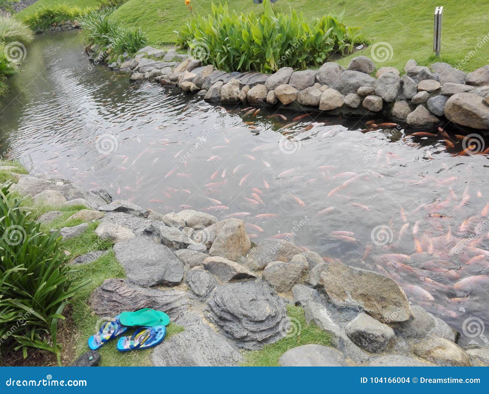 River stock photo. Image of full, fish, clear, water - 104166004