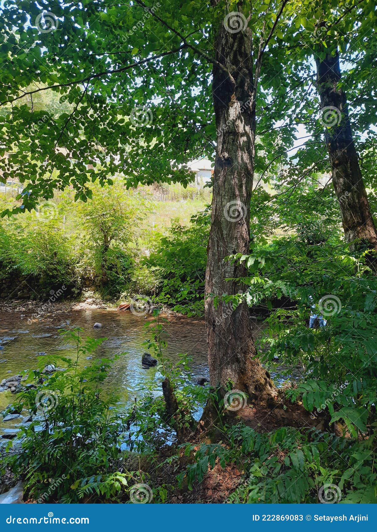River stock image. Image of garden, rock, sunlight, flower - 222869083