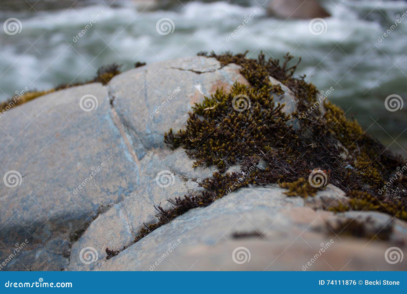 River Rock Moss stock photo. Image of hiking, shade, serenity - 74111876
