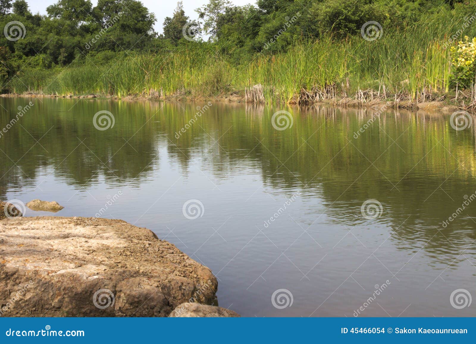 River Rock Stone Water Grass Forest Nature Stock Photo - Image of ...