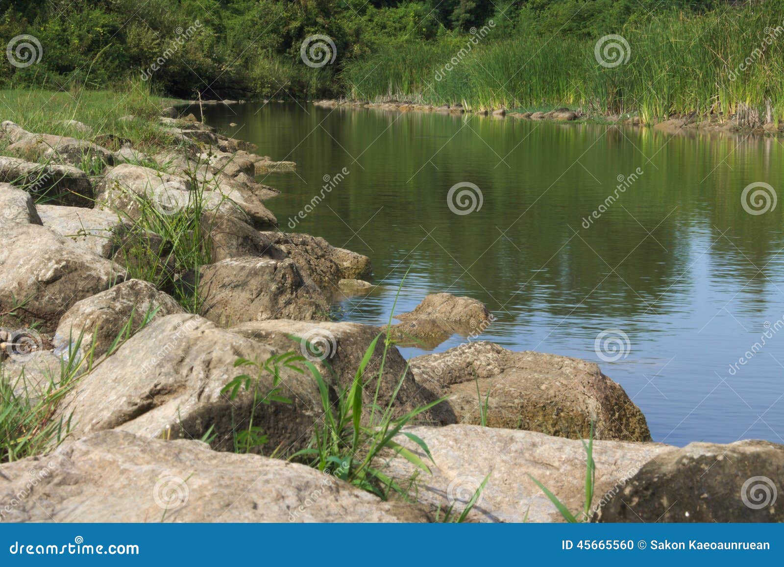 River Rock Stone Water Grass Forest Nature Stock Photo - Image of ...