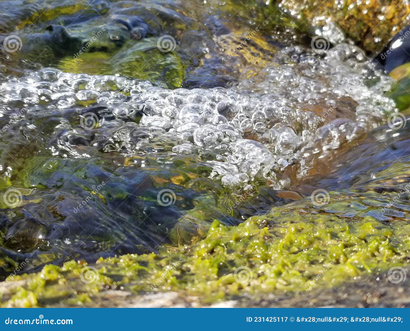 River rock stream nature stock image. Image of flower - 231425117