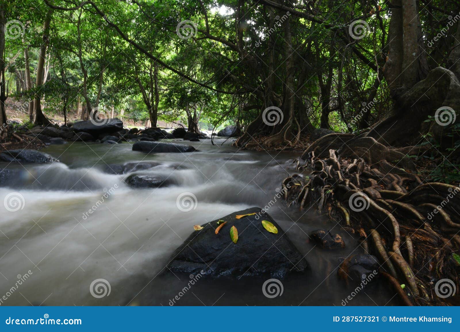 River Rock and Tree is a Impotant for Nature. Stock Image - Image of ...