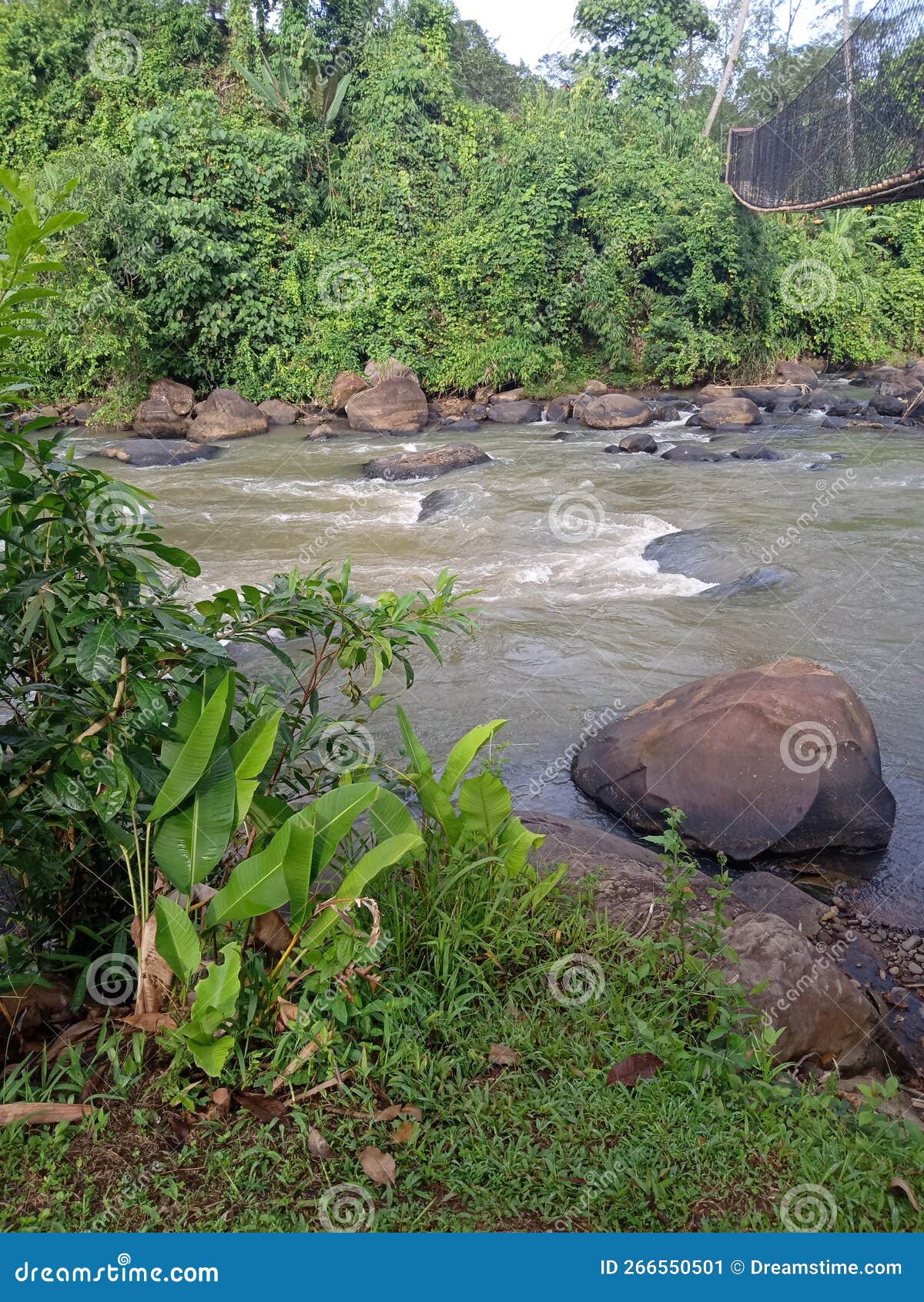 Beautiful Greenish Sami Or Prosopis Cineraria Tree Leaves. Royalty-Free ...