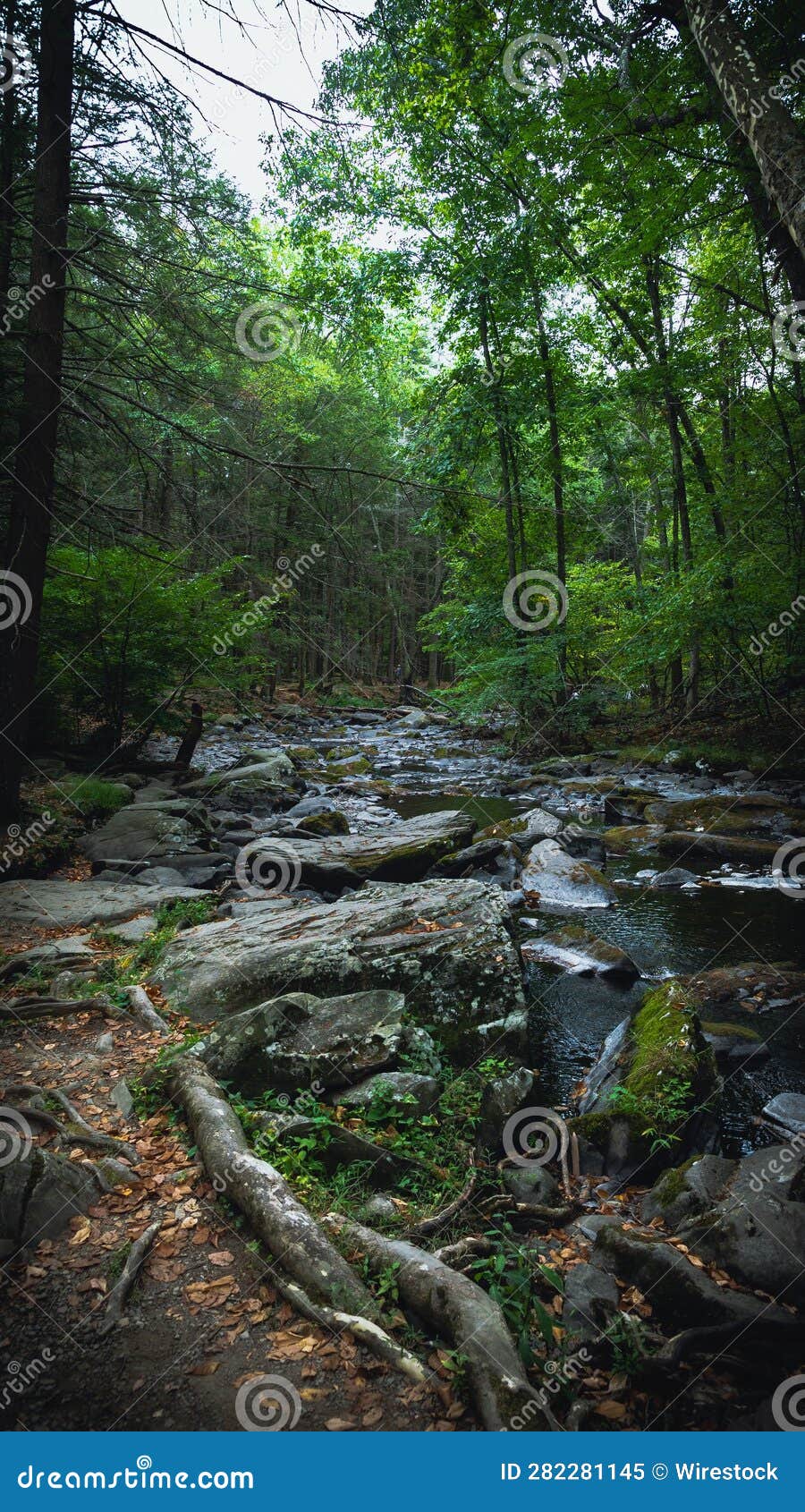 River and Rocks Buskill stock image. Image of trunk - 282281145